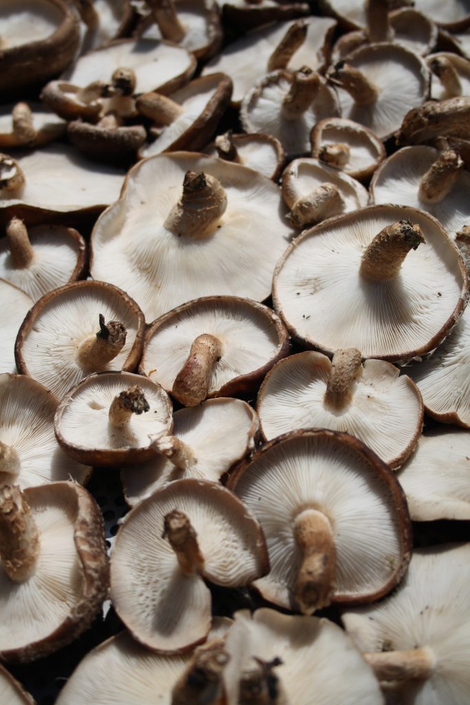 Shiitake - Coed Talylan