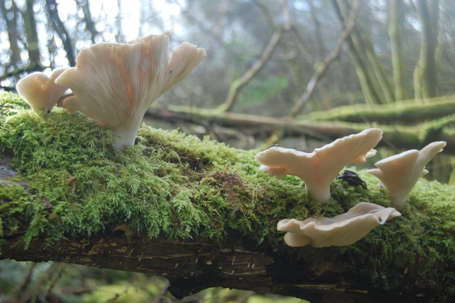 A Guide to Collecting, Identifying, and Recording Mushrooms for the ...